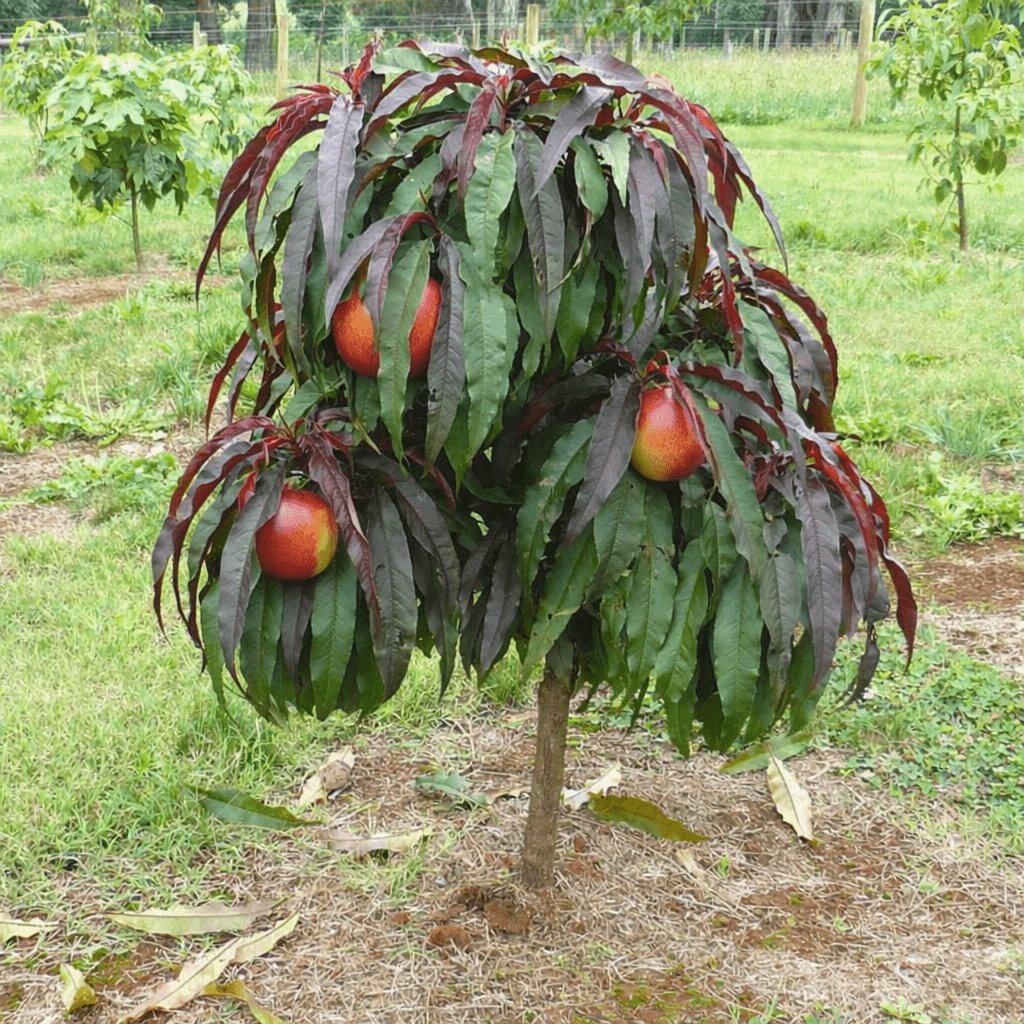 Nectarine Super Dwarf Sunset Fruit Tree – Buy Now! – Ladybird Nursery