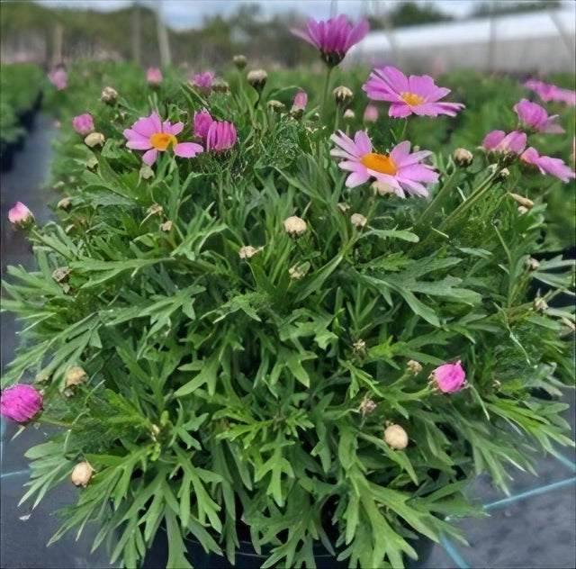 Argyranthumum Lolly - Large – Ladybird Nursery