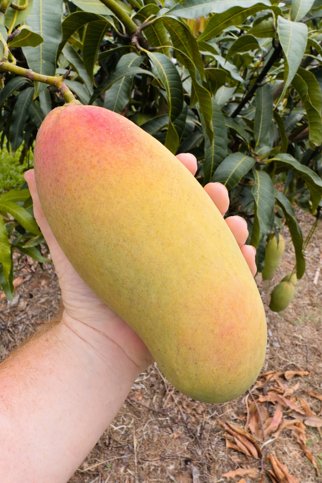 Mango 'Red Harumanis' Fruit Tree – Buy Now! – Ladybird Nursery