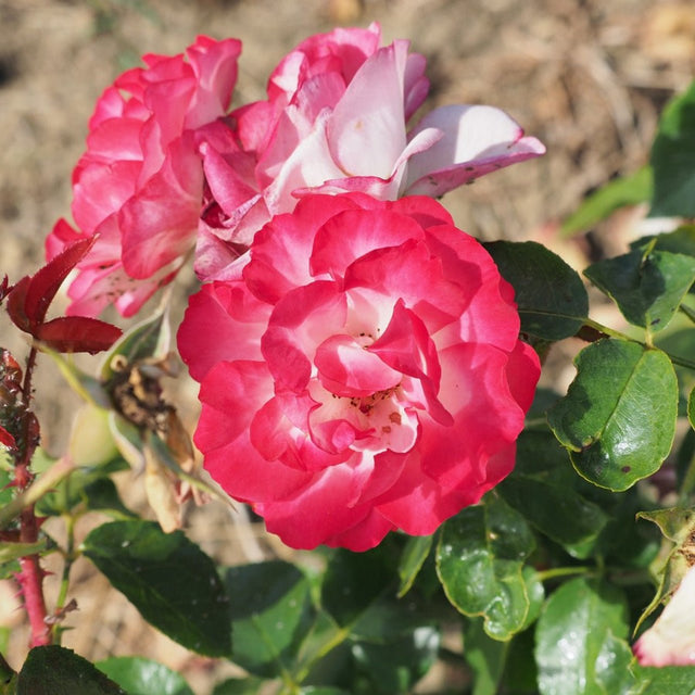 Rose 'Hannah Gordon' 3ft Standard Plant – Buy Now! – Ladybird Nursery