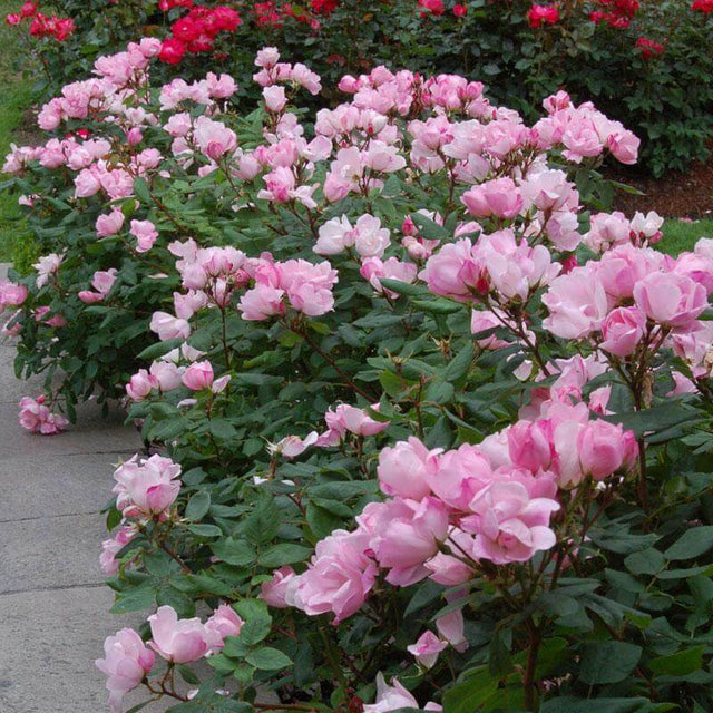 Rose Knockout® Blushing Plant – Buy Now! – Ladybird Nursery
