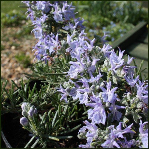 Prostrate Rosemary Plant – Buy Now! – Ladybird Nursery