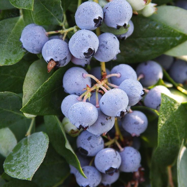 Blueberry Sharpe Blue Fruit Tree – Buy Now! – Ladybird Nursery