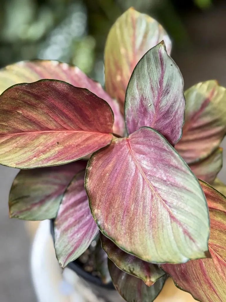 Discover the Stunning Calathea Silver Plate Indoor Plant – Ladybird Nursery