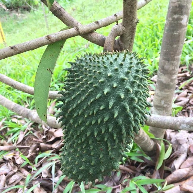 Soursop Golden Fruit Tree – Buy Now! – Ladybird Nursery