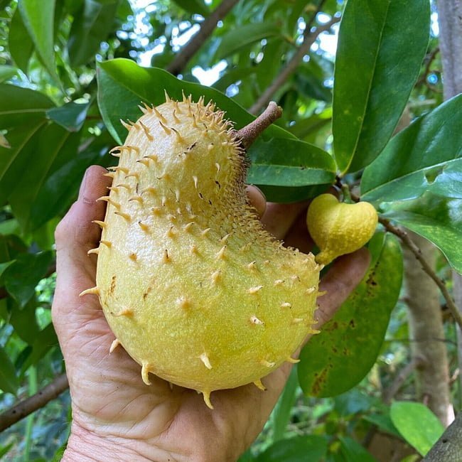 Soursop Golden Fruit Tree – Buy Now! – Ladybird Nursery