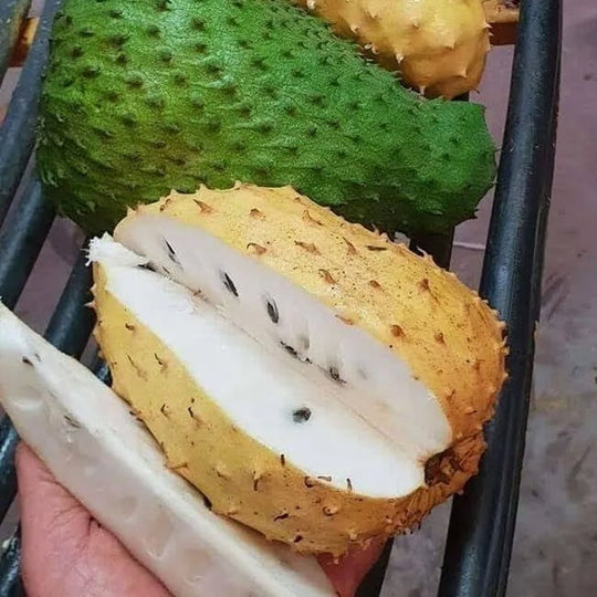 Soursop Golden Fruit Tree – Buy Now! – Ladybird Nursery