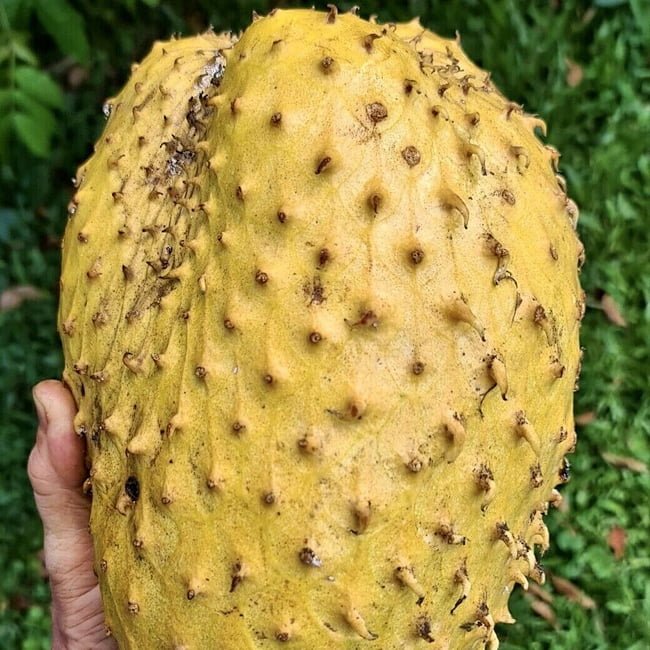 Soursop Golden Fruit Tree – Buy Now! – Ladybird Nursery