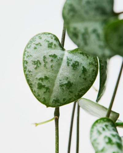 String of Hearts (Ceropegia woodii) Plant – Buy Now! – Ladybird Nursery