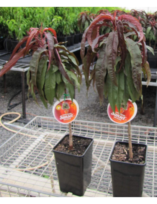 Nectarine Super Dwarf Sunset Fruit Trees - Buy Now! – Ladybird Nursery