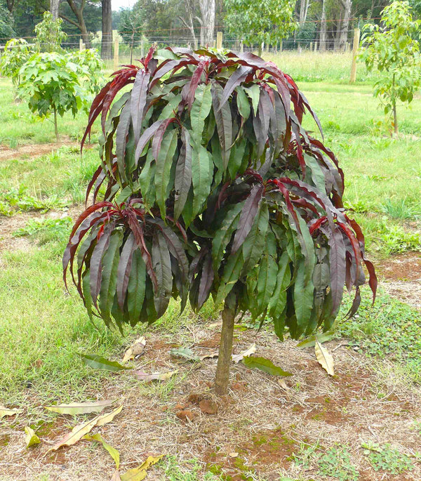 Nectarine Super Dwarf Sunset Fruit Trees - Buy Now! – Ladybird Nursery