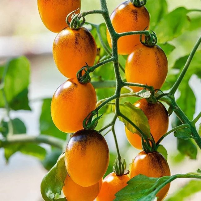 Tamarillo ‘Yellow’ (Solanum betaceum) Plant – Buy Now! – Ladybird Nursery