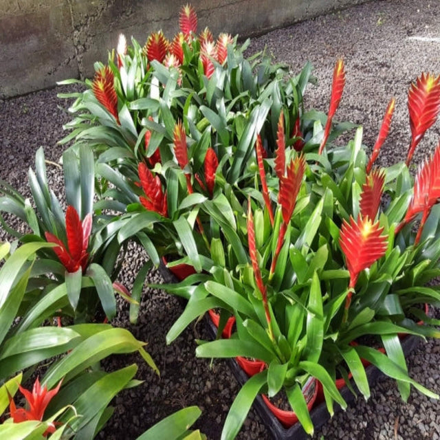 Bromeliad Vriesea Assorted Plant – Buy Now! – Ladybird Nursery