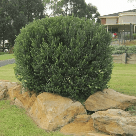 Coastal Rosemary NARINGA™ Plant – Buy Now! – Ladybird Nursery