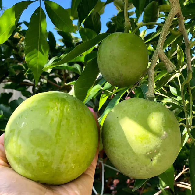 White Sapote Fruit Tree – Buy Now! – Ladybird Nursery