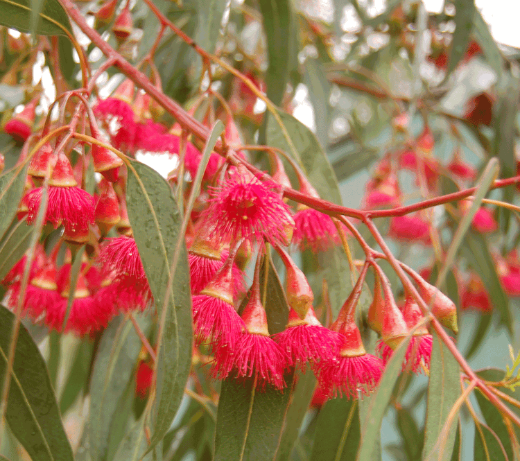 Eucalyptus Euky Dwarf Plant – Buy Now! – Ladybird Nursery