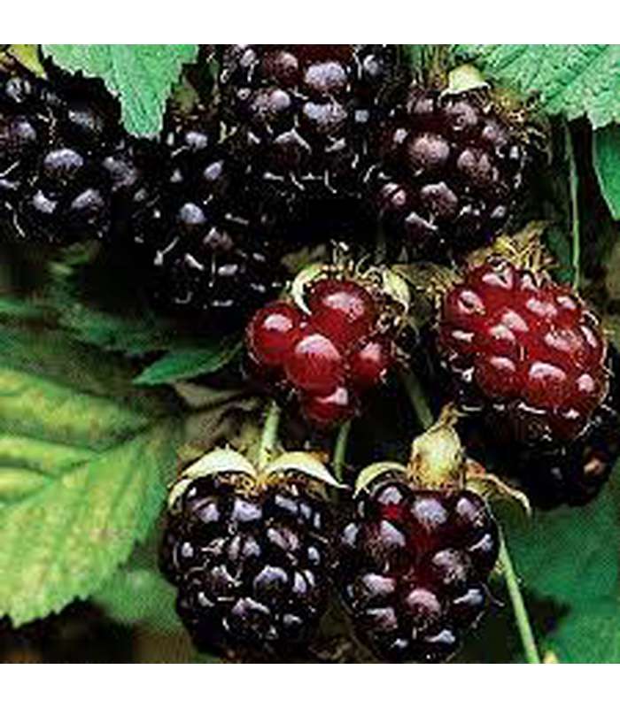 Youngberry Fruit Tree – Buy Now! – Ladybird Nursery